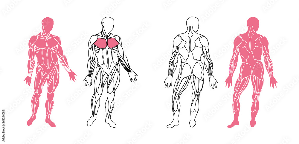 Human anatomy musculature, front and back view with isolated muscles ...