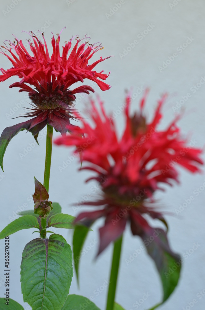 kwiat, roślin, charakter, kwiat, czerwień, jardin, roz, kwiatowy, flora ...