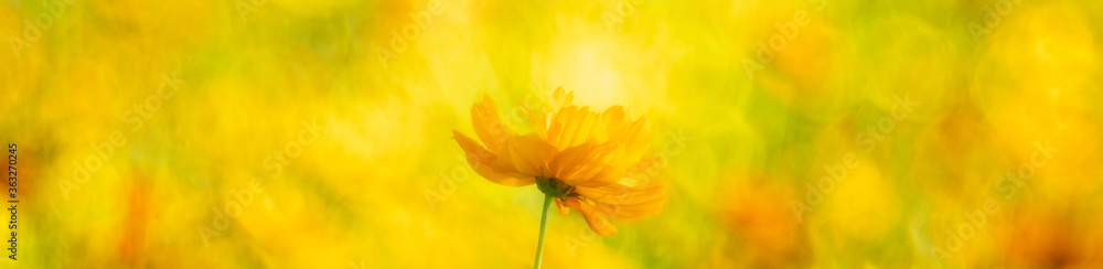 Nature of flower in garden using as cover page background natural flora ...