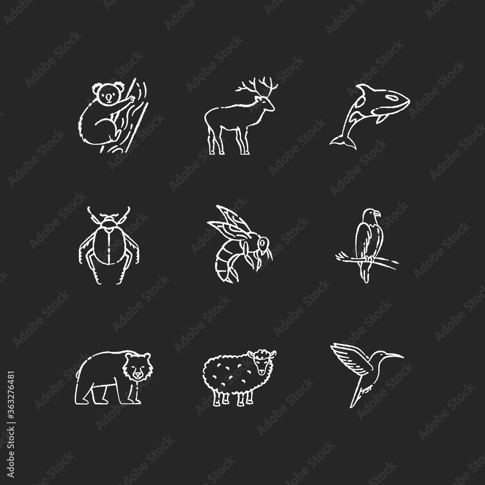 Animal species chalk white icons set on black background. Flying birds ...