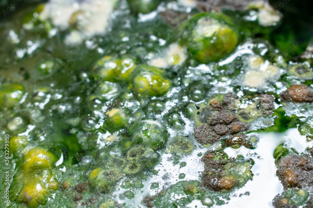 Green mold background. Mold on water background, fungus, bacteria ...