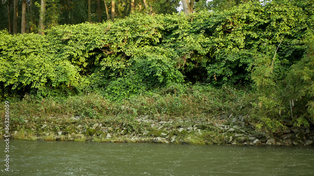 Knotweed Japanese, invasive expansive species of dangerous plants leaf ...
