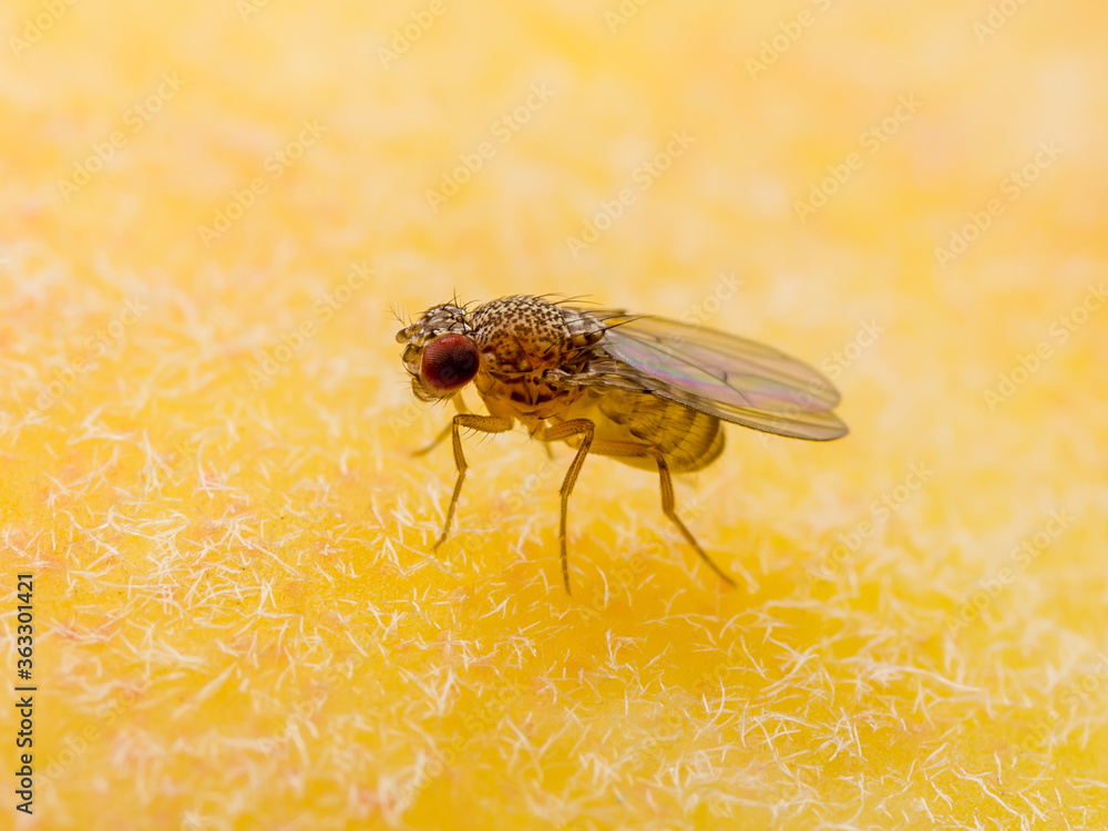 Tropical Fruit Fly Drosophila Diptera Parasite Insect Pest on Ripe ...
