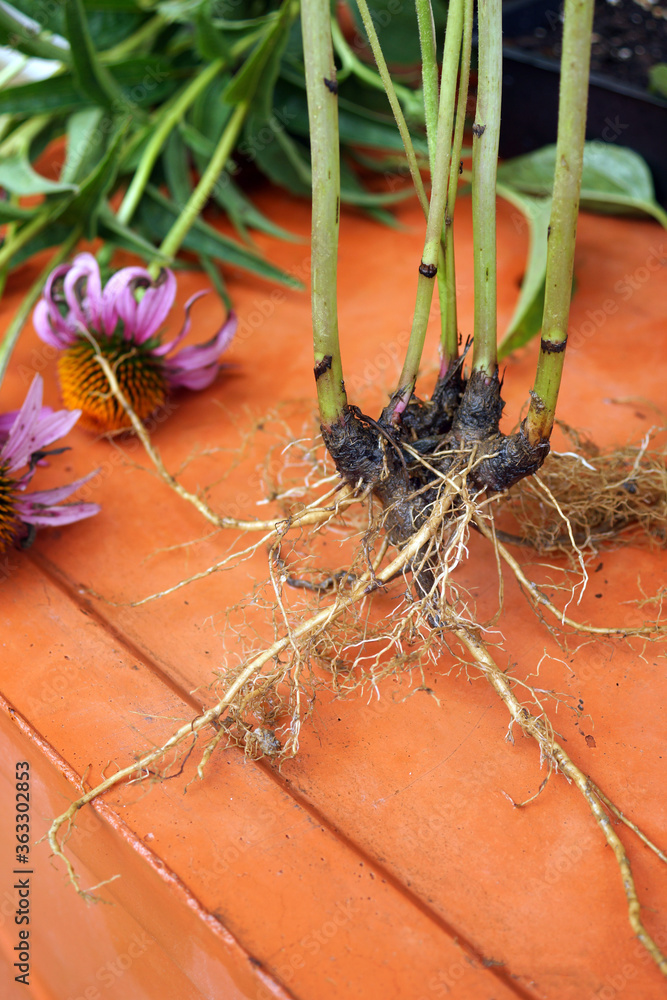 Vertical image of the roots and flowers of purple coneflower (Echinacea ...