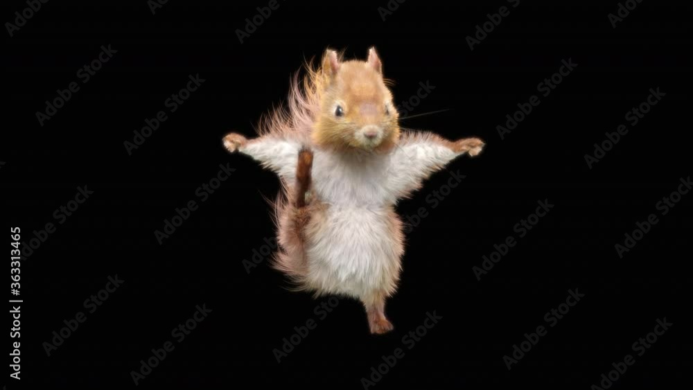 squirrel Dance CG fur. 3d rendering, animal realistic CGI VFX ...