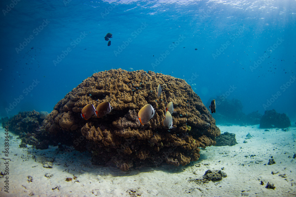 Wonderful and beautiful underwater in deep tropical sea and sun rays ...