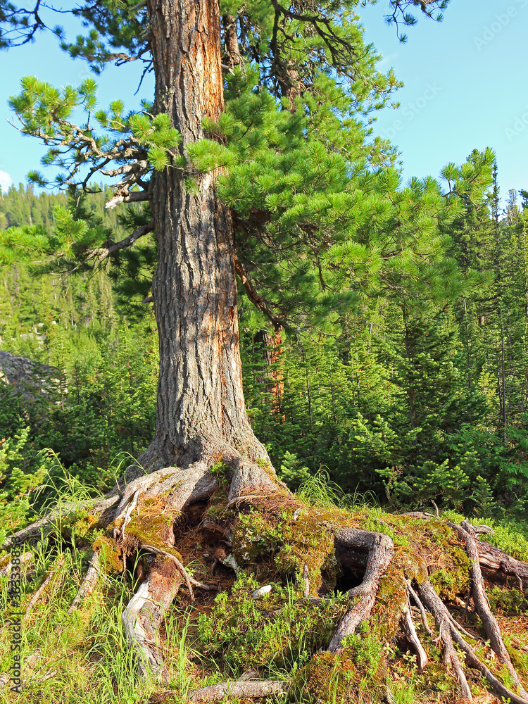 Cedar trees on a cliff with exposed roots. Hiking in coniferous forest ...