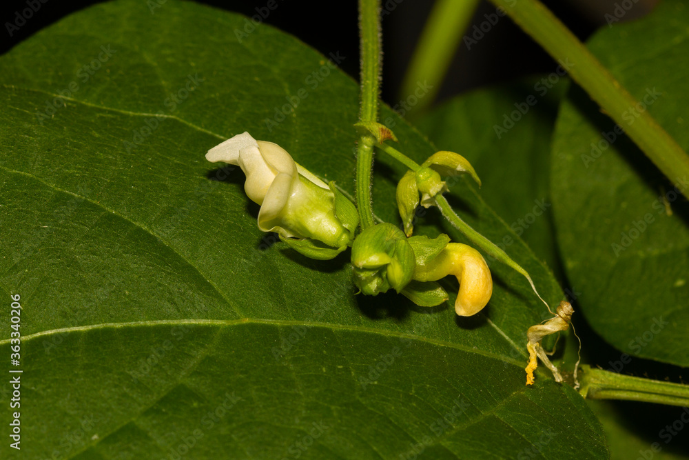 The different phases of legume flower on the same branch of Phaseolus ...
