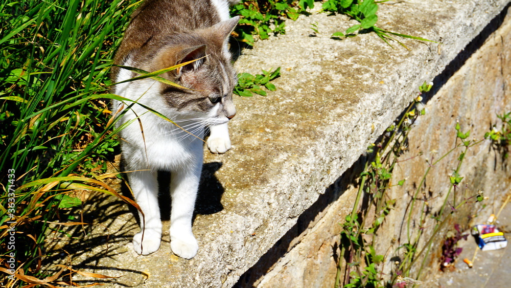 Domestic cat (Felis catus) looking to the left. There are about fifty ...