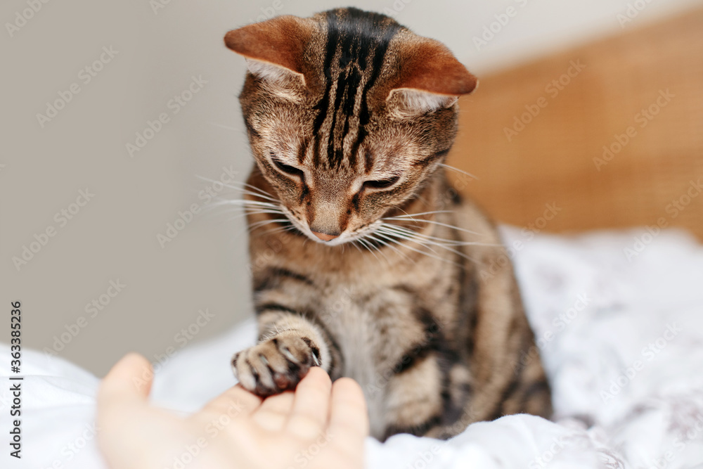 Man giving open empty hand palm to tabby cat. Woman touching cats paw ...