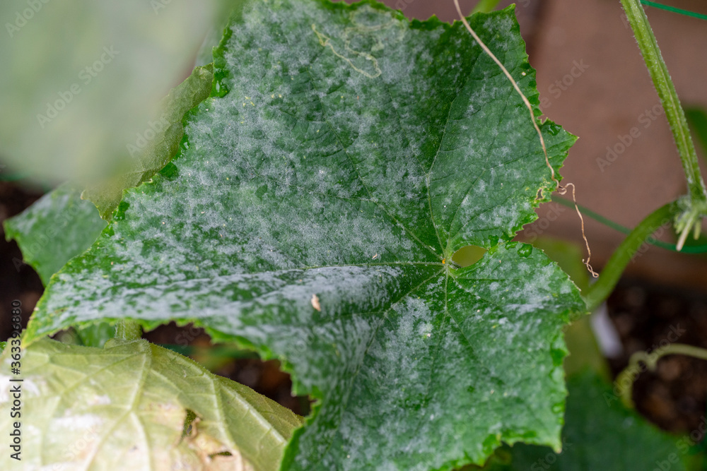 Poster Heavy infection of powdery mildew on cucumber (Sphaerotheca ...