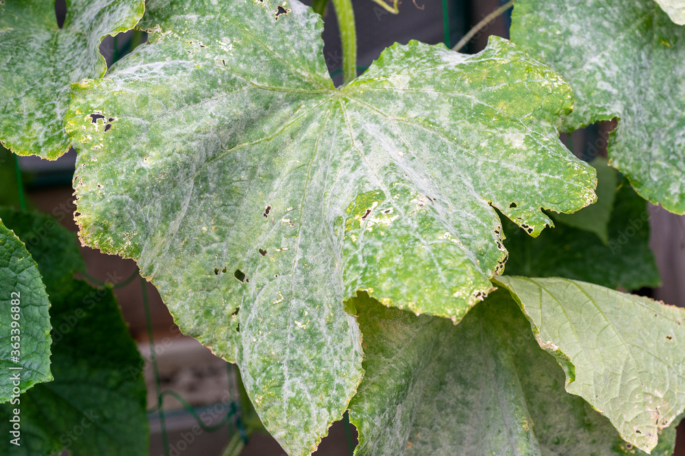 Heavy infection of powdery mildew on cucumber (Sphaerotheca cucurbitae ...