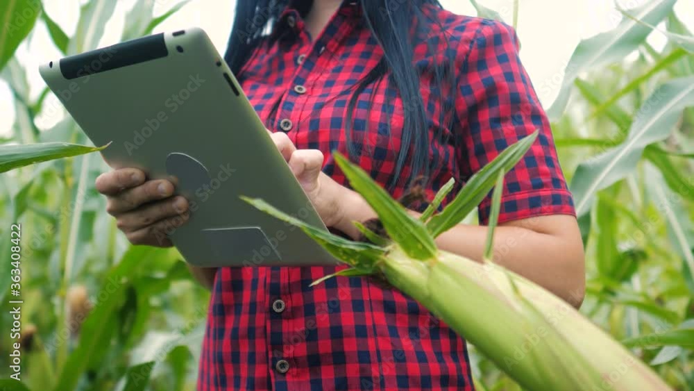 girl farmer a redneck with tablet studies science corn cobs smart farming. woman with digital ...