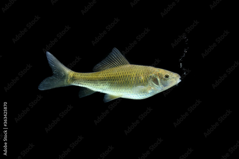 Osteochilus vittatus/ Nilem Bonylip barb fish Is a medium sized ...