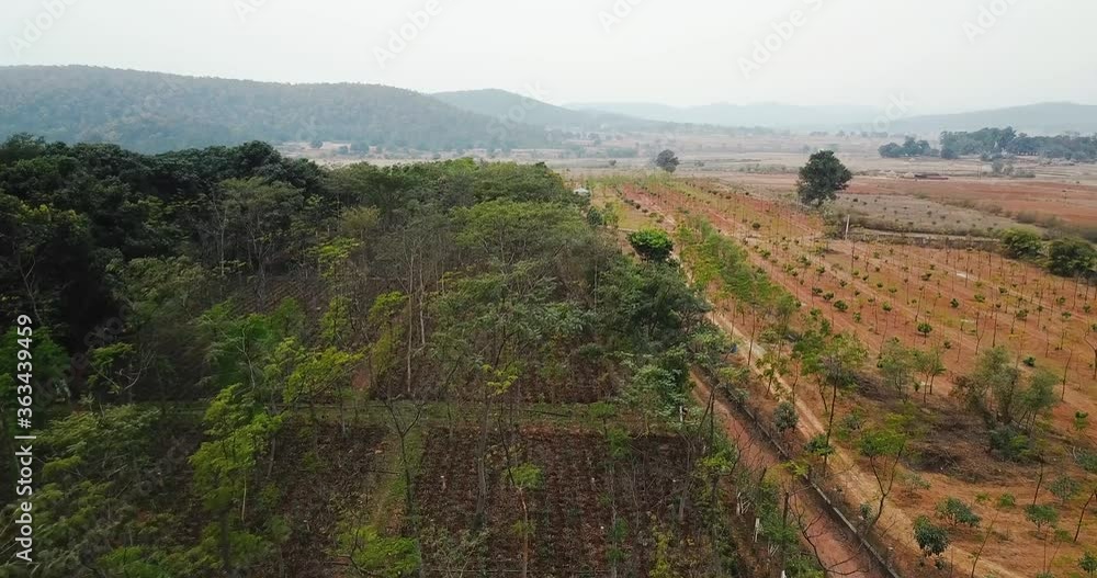 Vidéo Stock Deforestation - Trees Reduced To Convert Forest Into ...