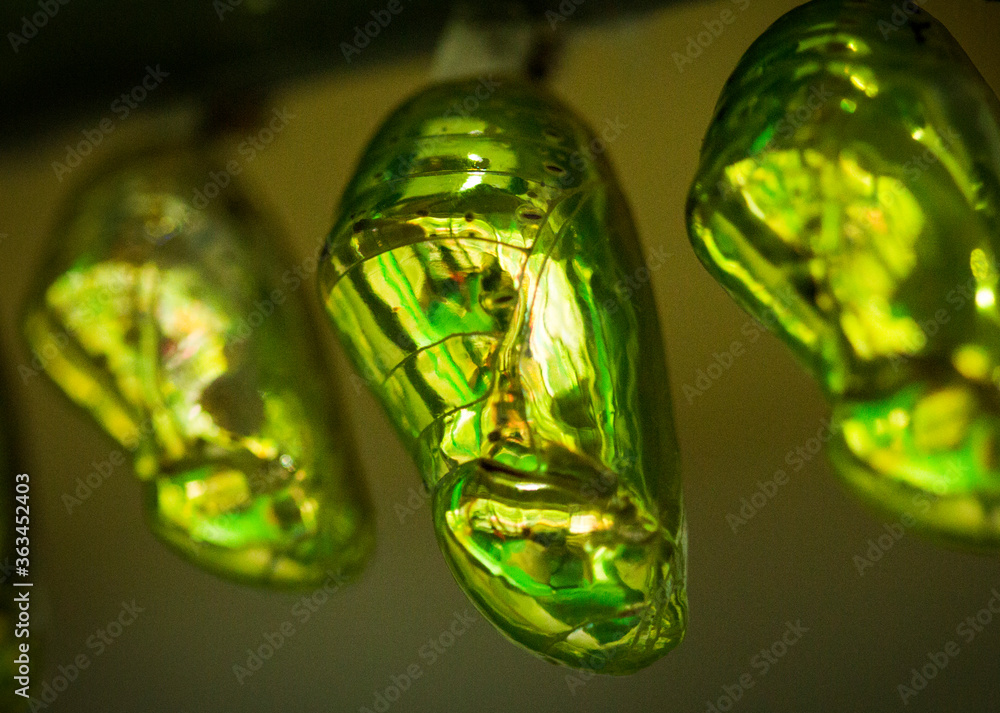 Fotka „Metallic green chrysalis of the Common crow butterfly ...