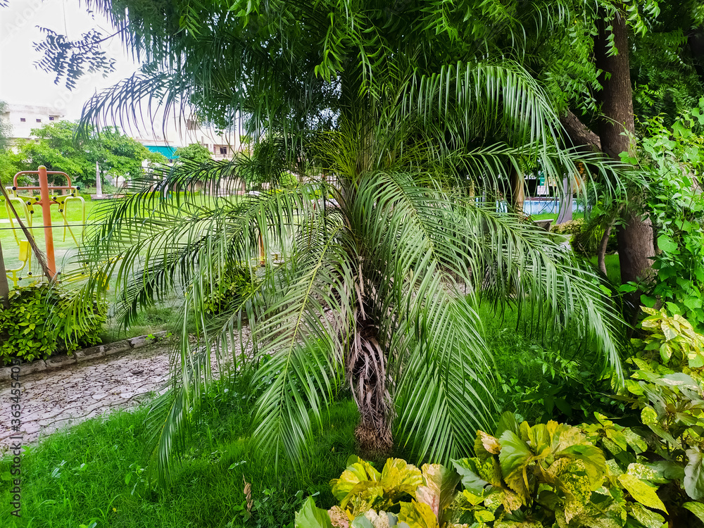 Pygmy date palm in a garden. scientific name is Phoenix roebelenii ...
