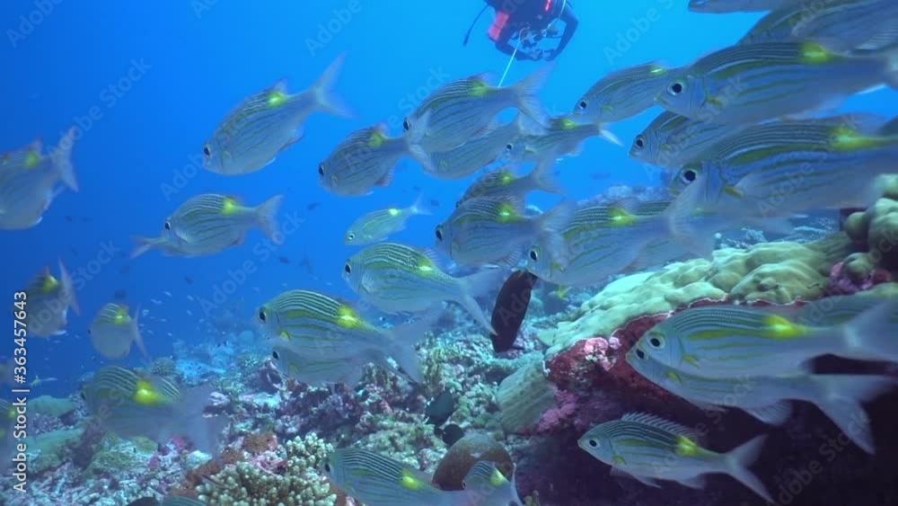 School of tuna tunny fish on the blue background of the sea under water ...
