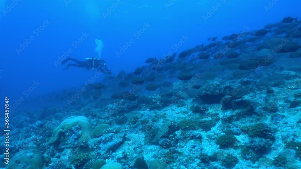 School of tuna tunny fish on the blue background of the sea under water ...