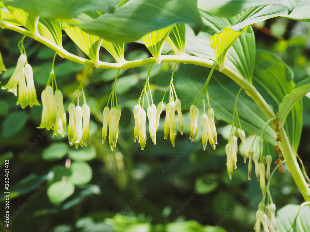 Polygonatum multiflorum or Solomon's seal. Clusters of white tubular ...