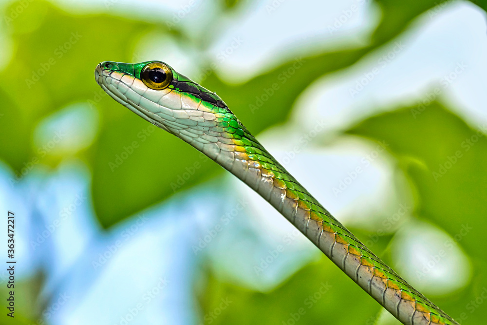 Parrot snake, Satiny Parrot Snake, Leptophis depressirostris, Tropical ...