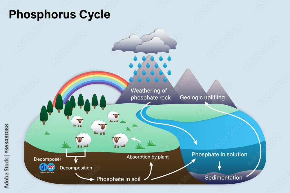 Diagram of Phosphorus cycle, Biogeochemical cycle for education chart ... Diagram of Phosphorus cycle, Biogeochemical cycle for education chart ...