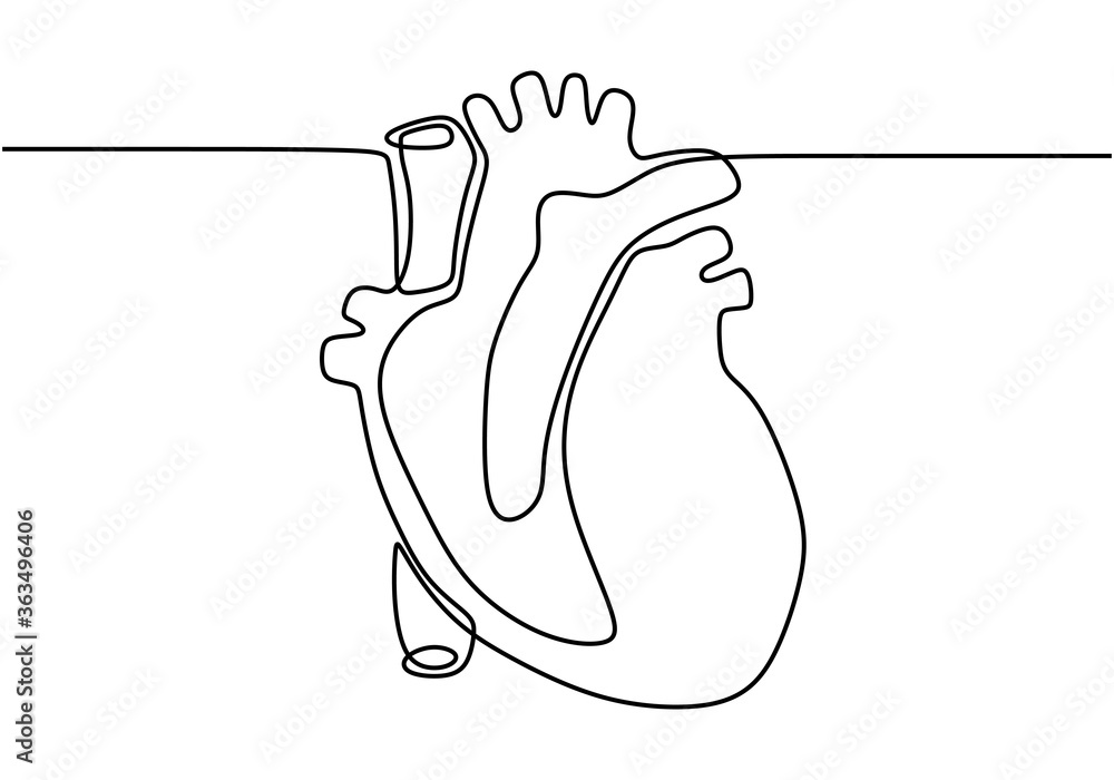 Continuous line drawing of Human heart with minimalist design isolated ...
