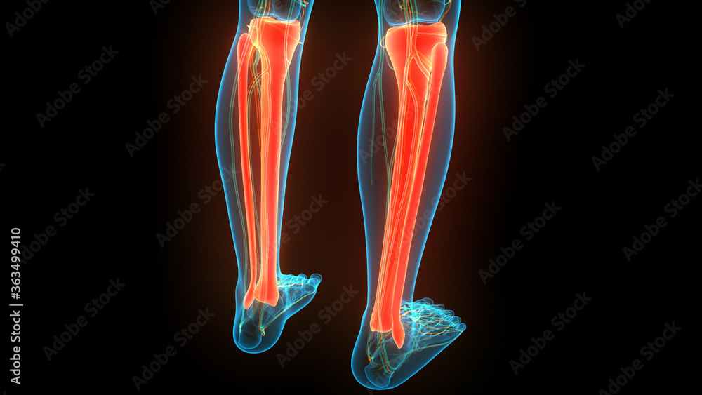 Human Skeleton System Tibia and Fibula Bone Joints Anatomy Stock ...