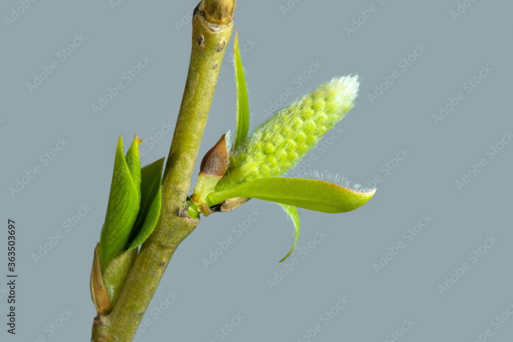 weeping fragile white willow, green branches of leaves and buds on a ...