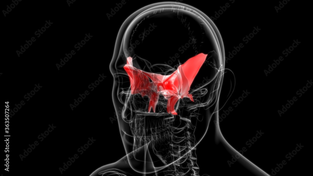 Human Skeleton Skull Sphenoid Bone Anatomy For Medical Concept Stock ...