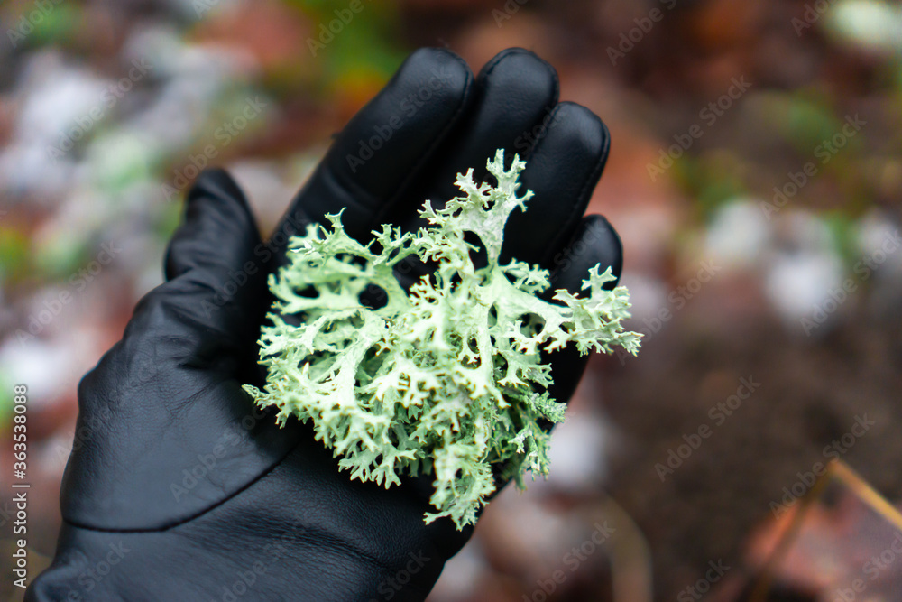 Fresh thallus species of lichen Oakmoss (Evernia prunastri) close up on ...