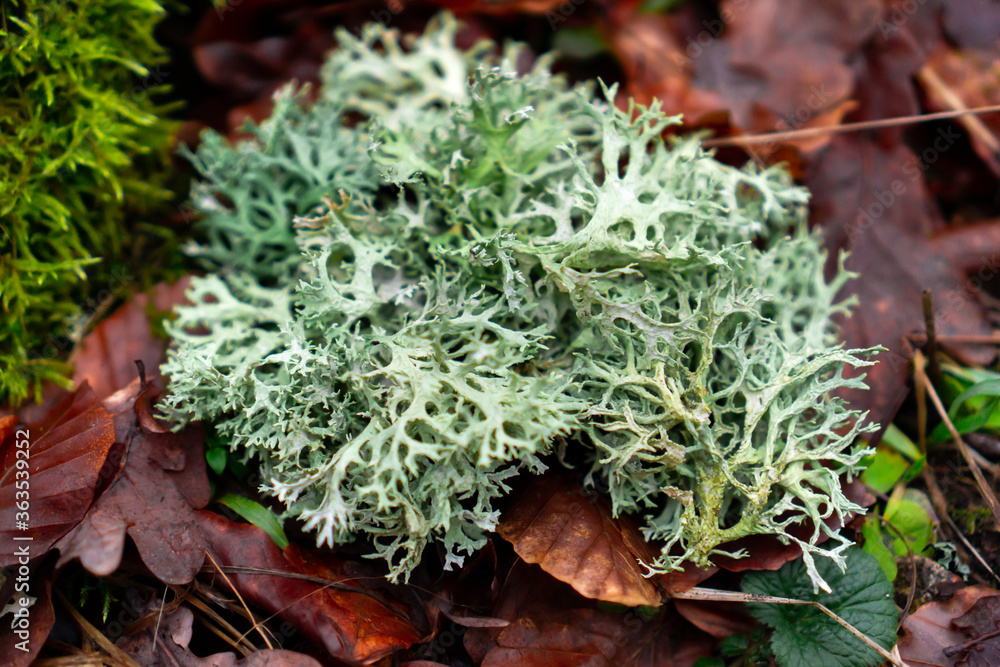 Fresh thallus species of lichen Oakmoss (Evernia prunastri) close up on ...