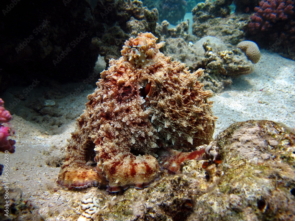 Octopus. Big Blue Octopus on the Red Sea Reefs. Stock Photo | Adobe Stock
