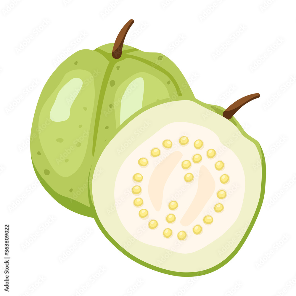 Fresh Guava fruit and guava slice on white background. Vector ...