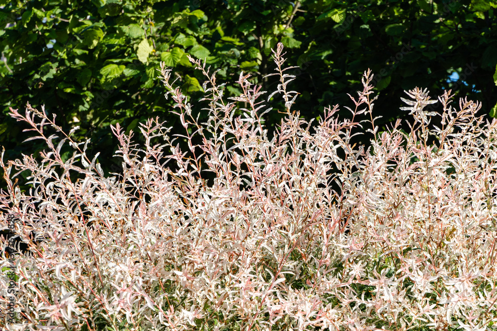 Japanese willow Salix integra Hakuro-Nishiki. Branches with pink-white ...