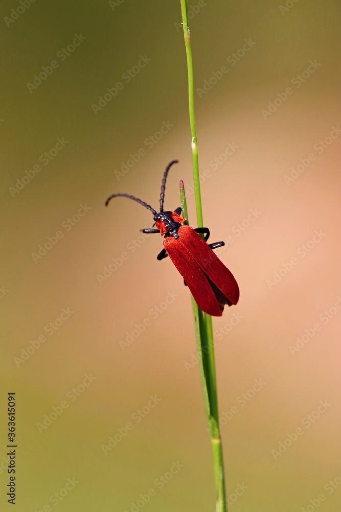 Red beetle (family: net-winged beetles) climbing on blades of grass ...