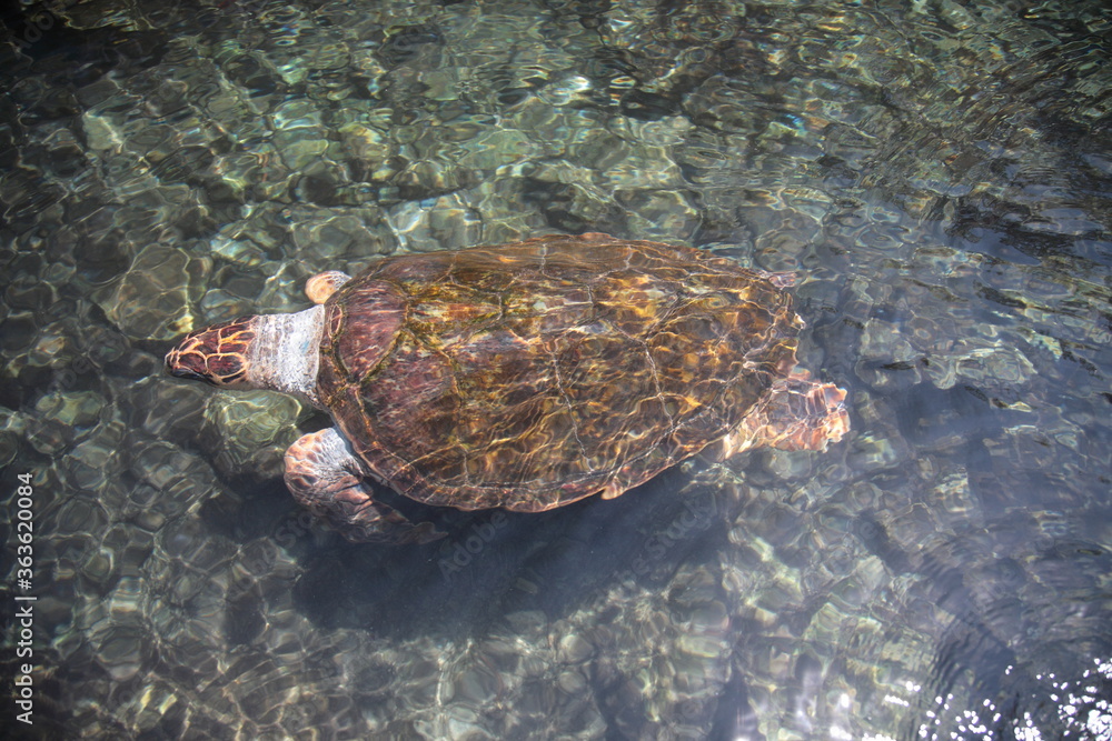 Sea turtle swimming in shallow water at nature park Xcaret in playa del ...