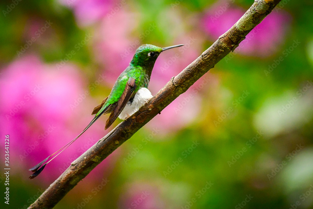 El colibrí de raqueta o colibrí cola de hoja o cola de raqueta / White ...