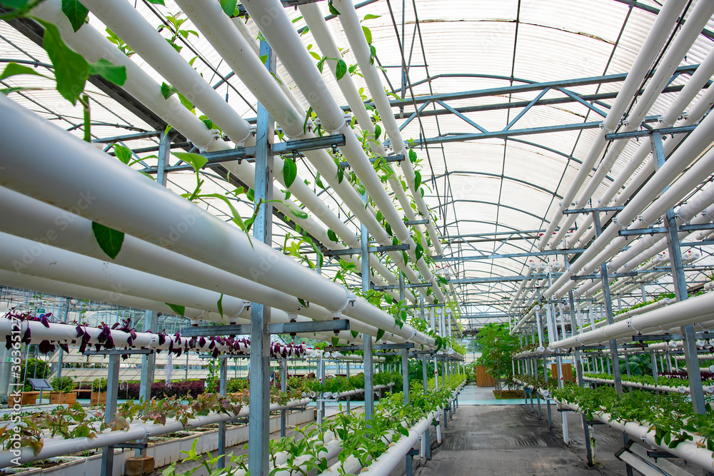 Soilless crops grown in pipes in modern greenhouses. Stock Photo ...