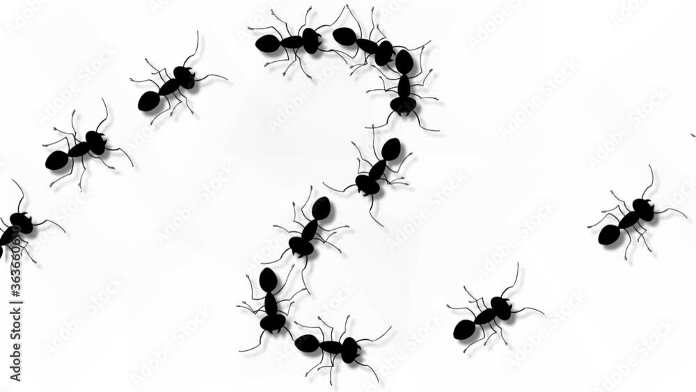 ANT WALK 02 The Ants walks on S shaped line.2D hand drawn animation ...