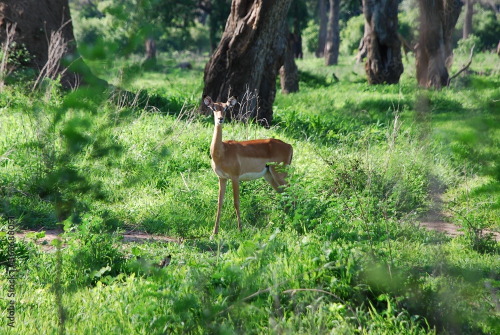 Foto de Antylopa (antilopinae) uważnie obserwująca otoczenie pośród ...
