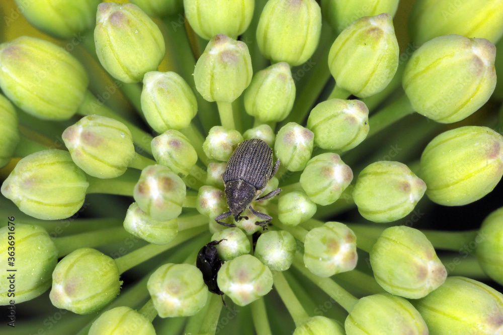 The cabbage seedpod weevil, Ceutorhynchus assimilis is beetle from ...
