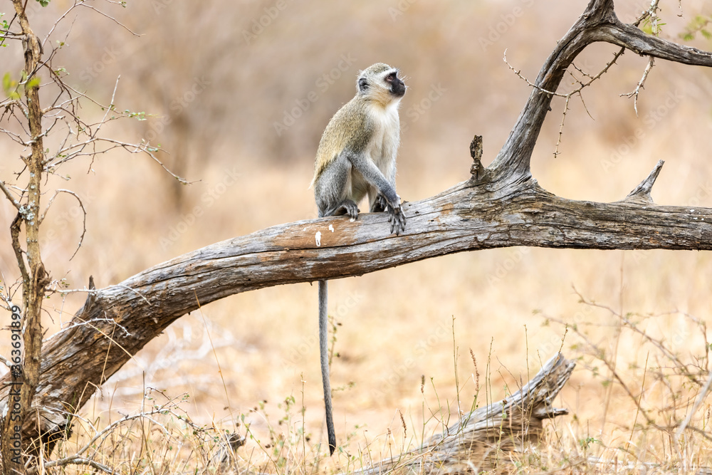 African Monkeys In Tree