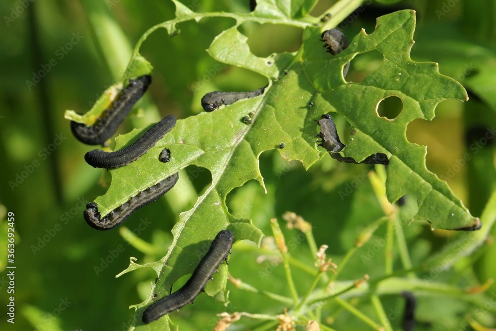 The larva of turnip sawfly (Athalia colibri or rosae) is a sawfly that ...
