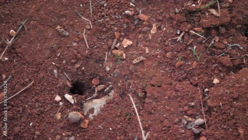 Insect life, black insects on the ground. Macro footage of insects ...