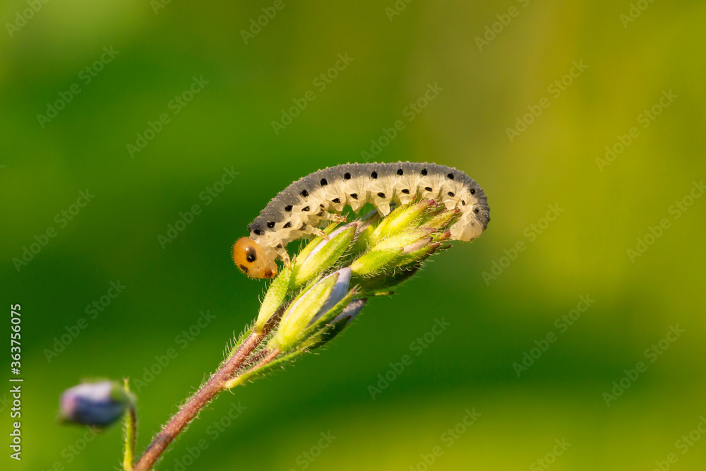 Symphyta sp. larva close-up. Sawflies are the insects of the suborder ...