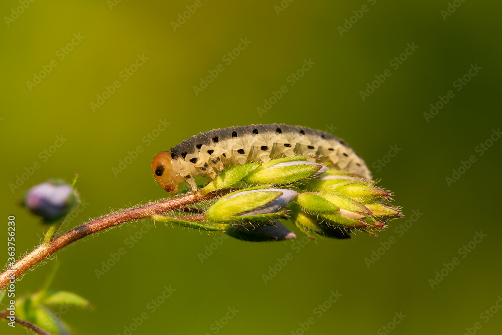 Symphyta sp. larva close-up. Sawflies are the insects of the suborder ...