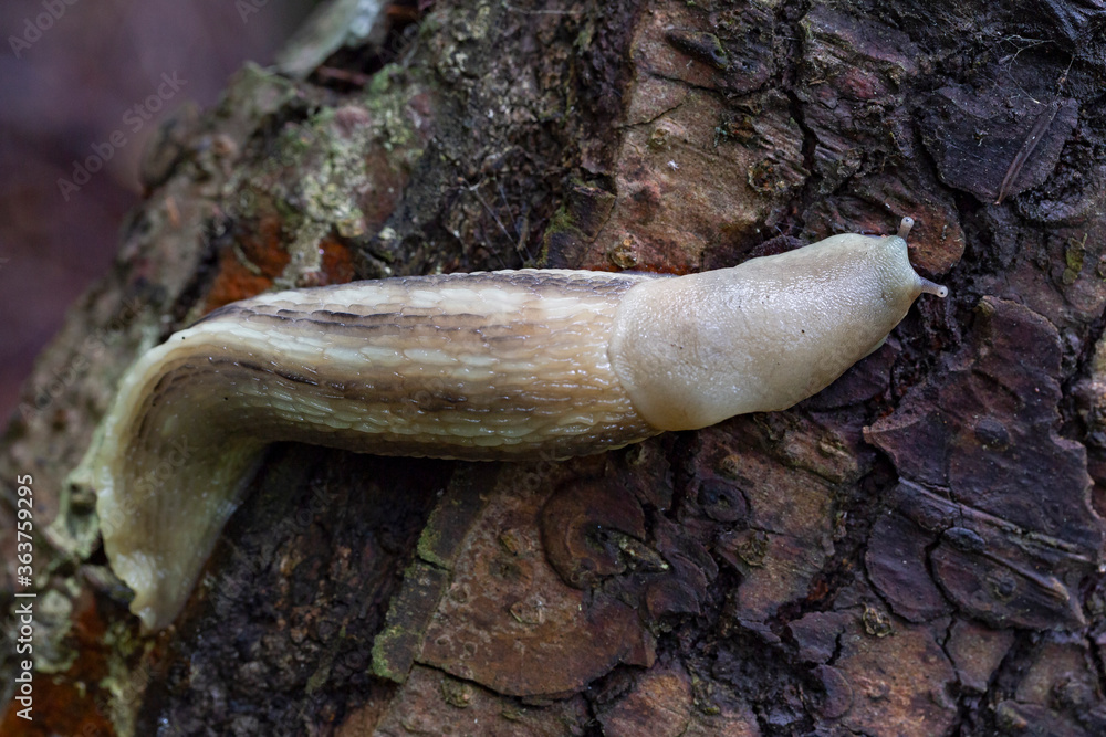 Stockfoto med beskrivningen Limax cinereoniger is a large species of ...