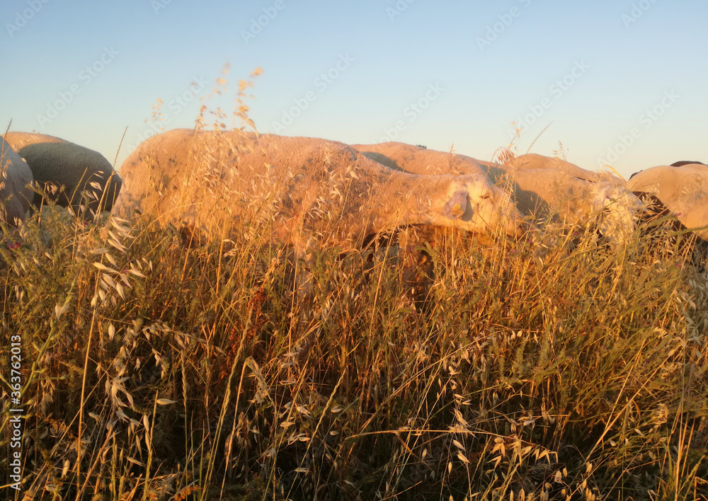 Ruminant domestic mammalia. Ovine cattle breeding. Spanish white and ...