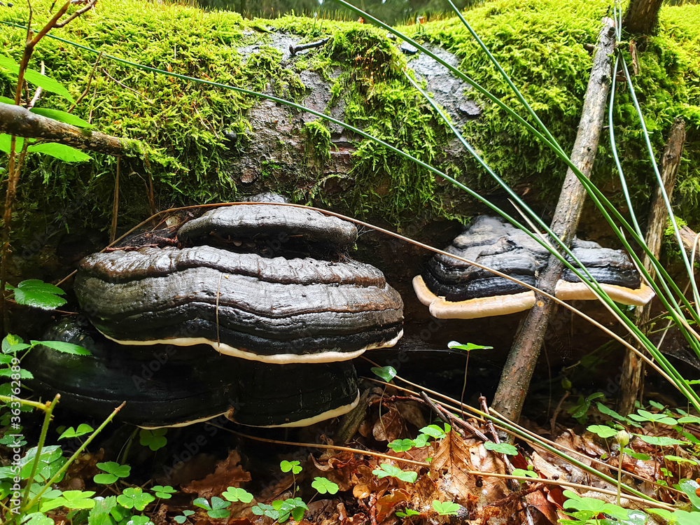 red-edged tree sponge in the forest - tree fungus Stock Photo | Adobe Stock
